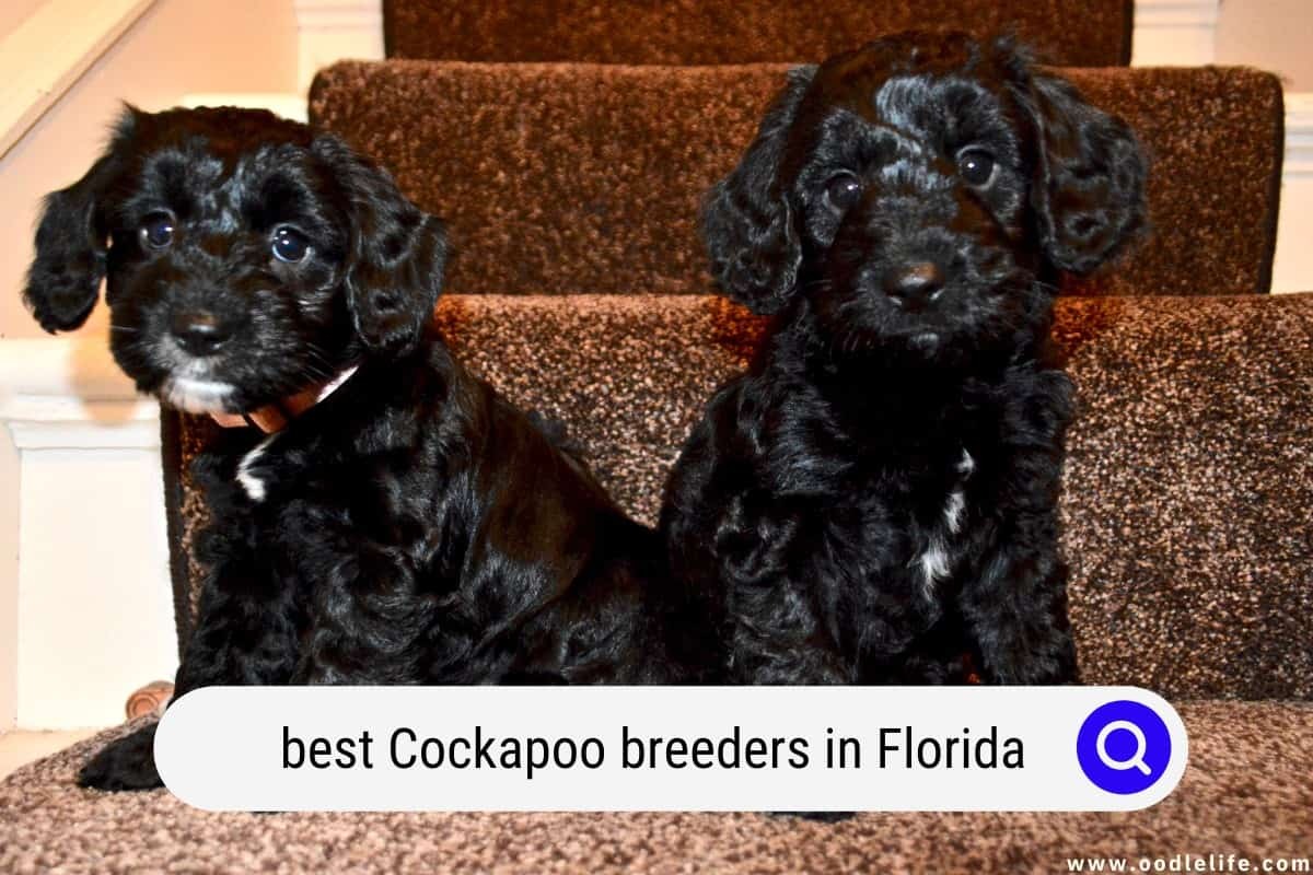 Best Cockapoo Breeders in Florida (2024)