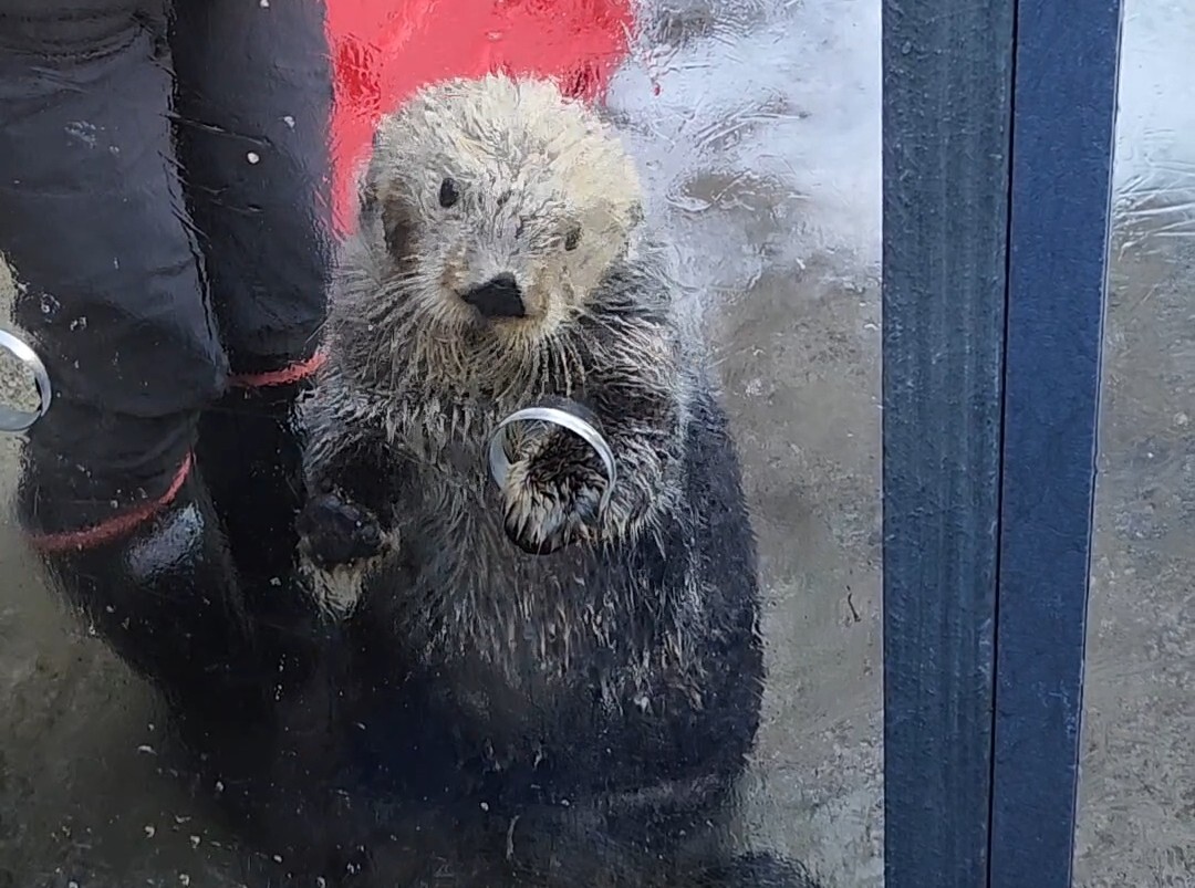 Behind the scenes with sea otters | The Georgia Straight