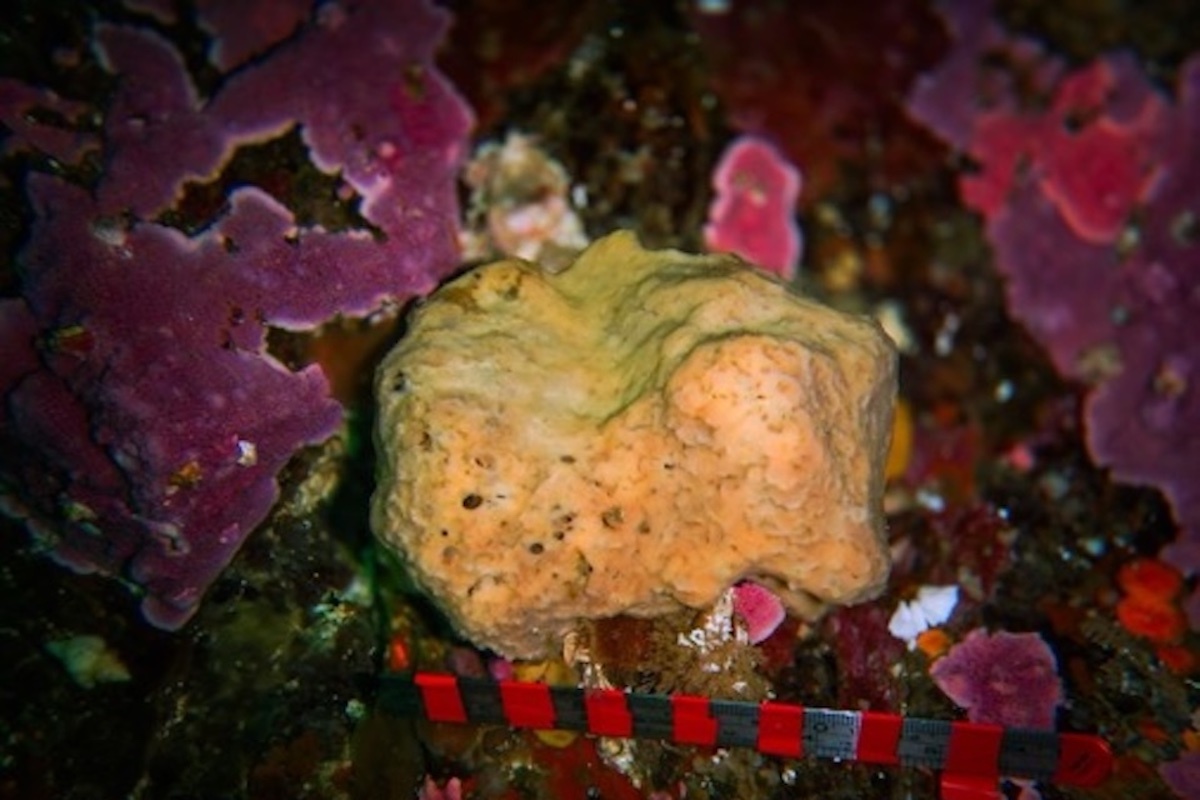 Jan 8 - Sea sponge soaking up climate info