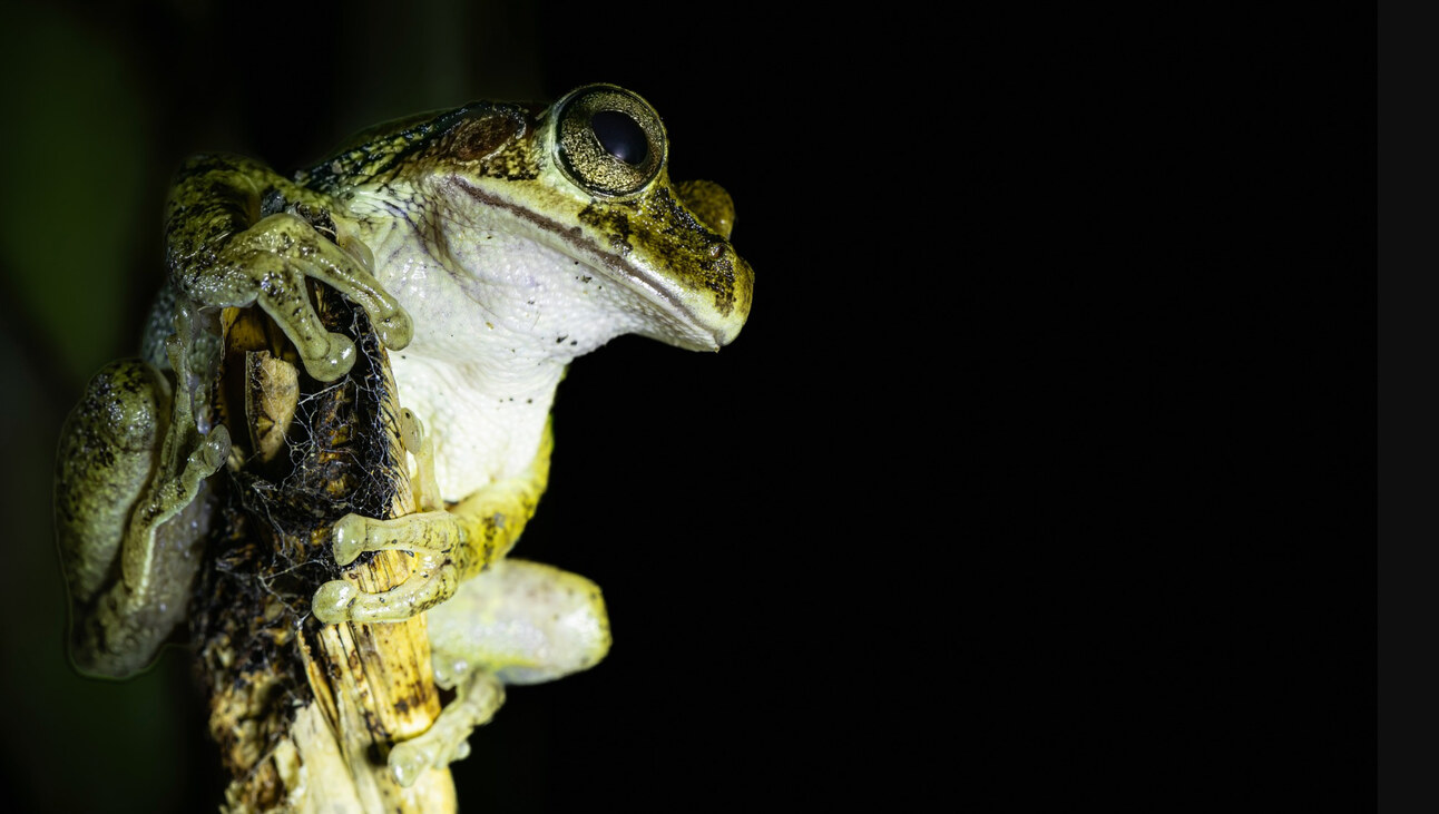 When Do You Eat Your Frog?