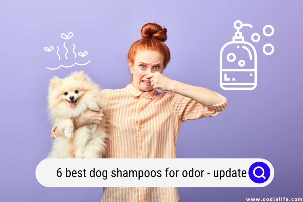 6 Best Dog Shampoos for Odor (2024 Update)