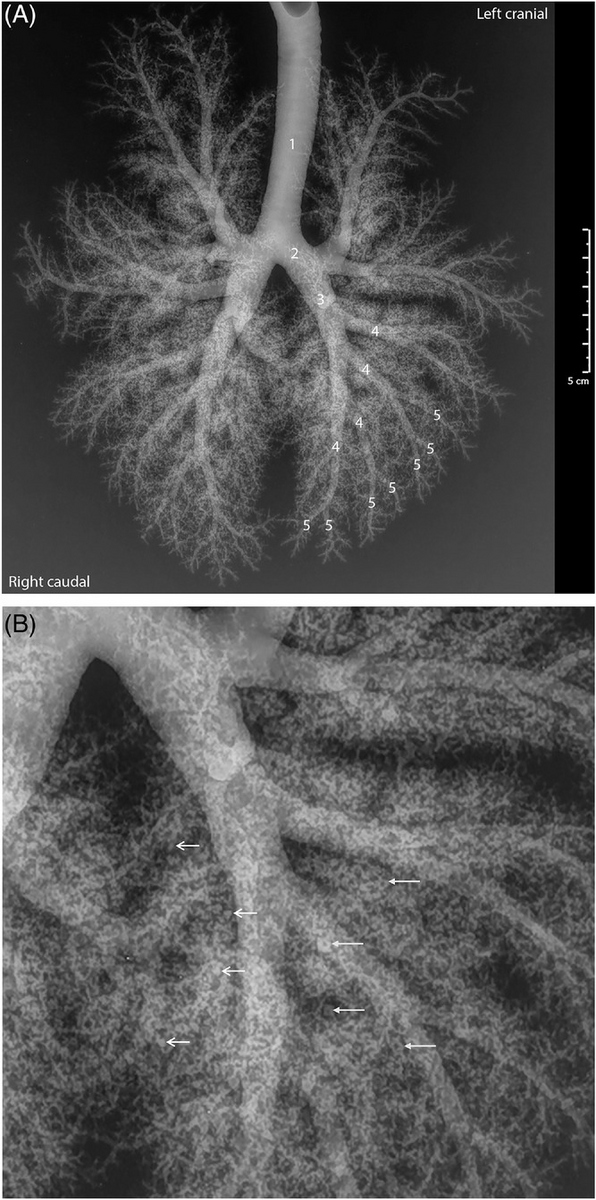Assessing the structure of the canine bronchial tree