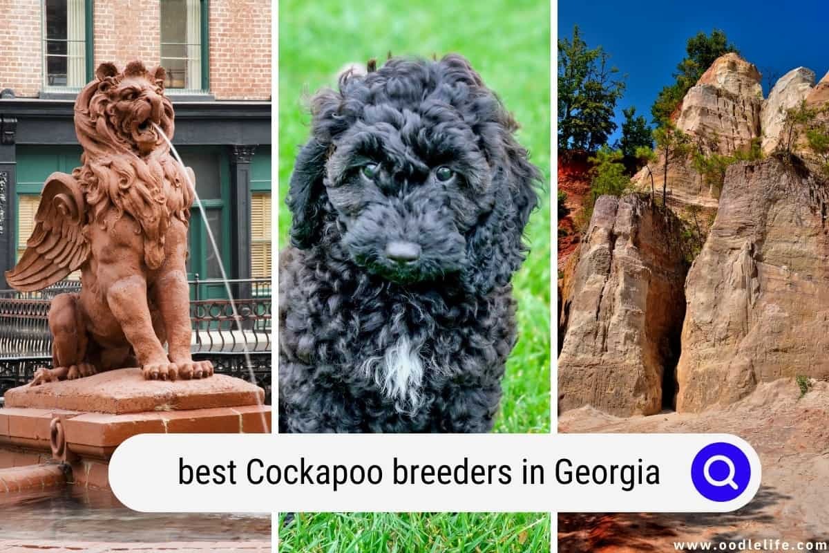 Best Cockapoo Breeders in Georgia (2024 Update)