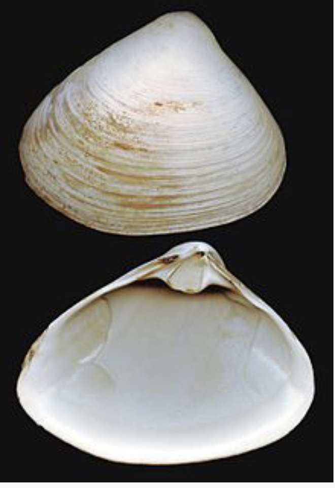 Surf Clam Possibilities