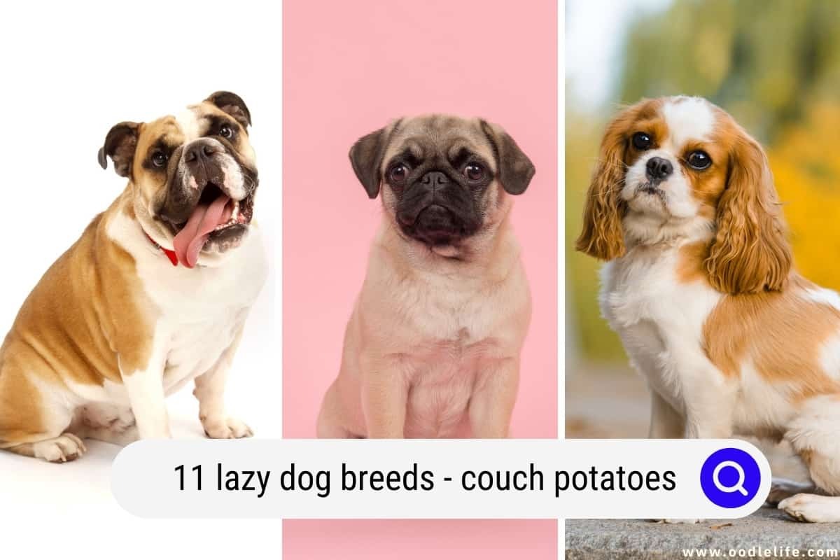 11 Lazy Dog Breeds (Couch Potatoes)