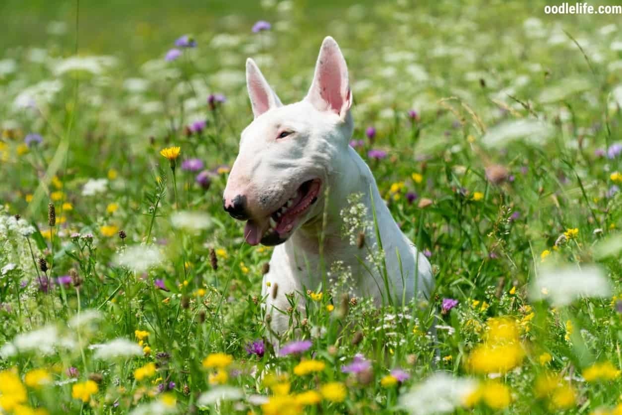 Why Do Dogs Sneeze When Excited?