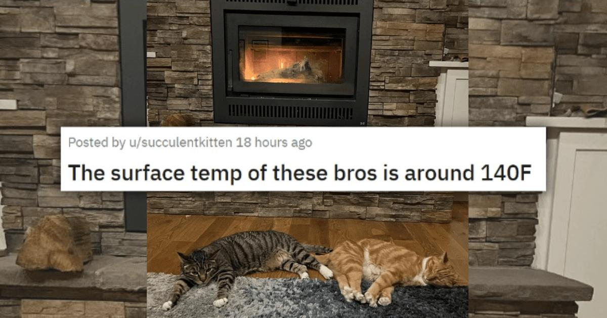 Cozy Collection of Cats Staying Toasty by the Fireplace 😸😊