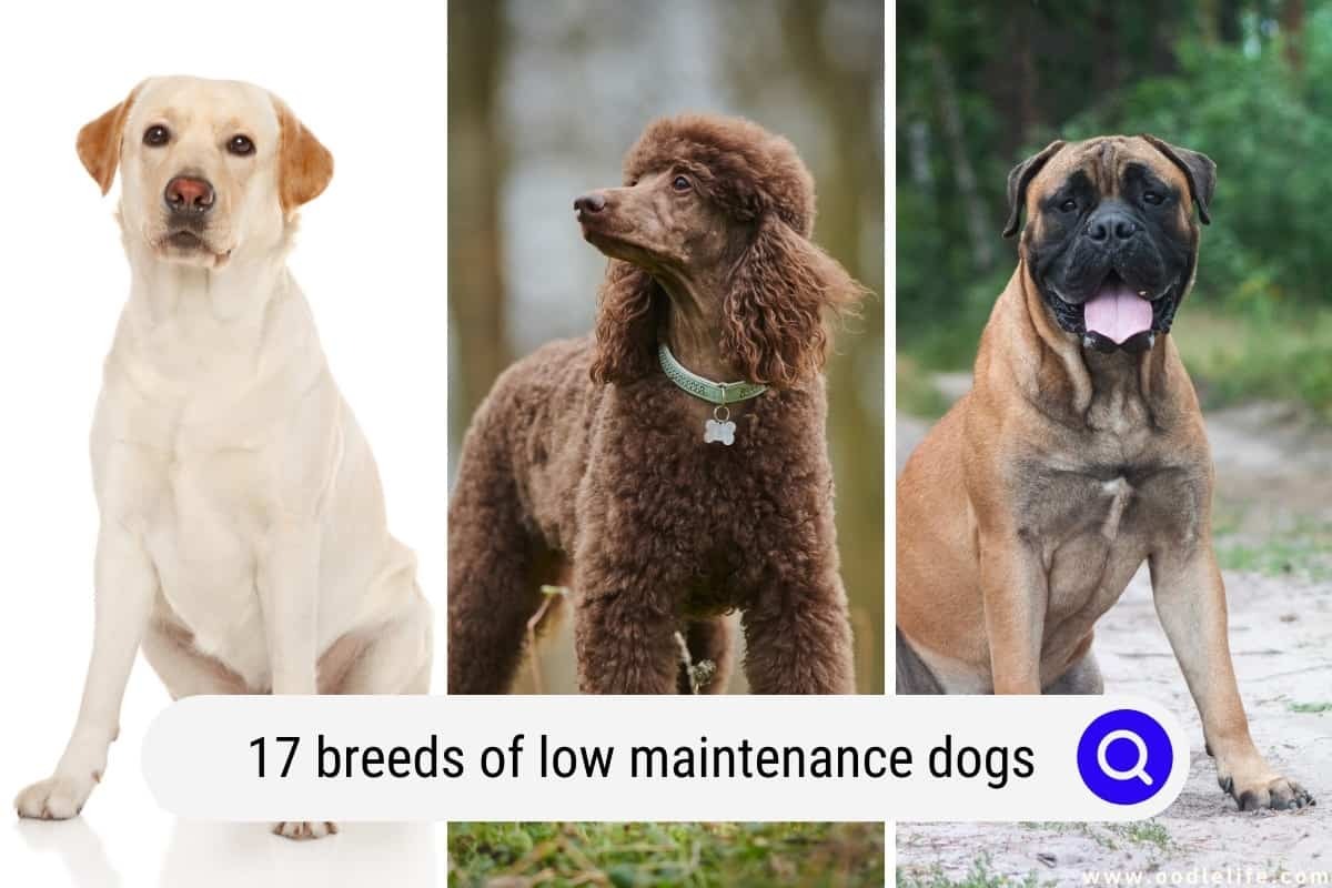 17 Breeds of LOW Maintenance Dogs (with Photos)