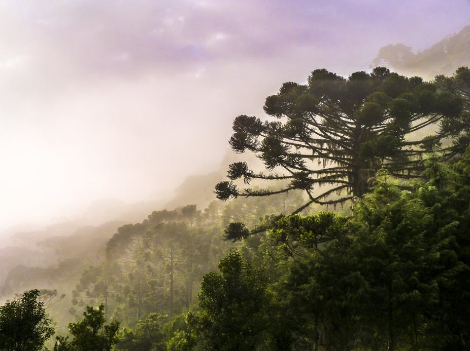 Brazil’s iconic Araucaria tree edging toward extinction, says study