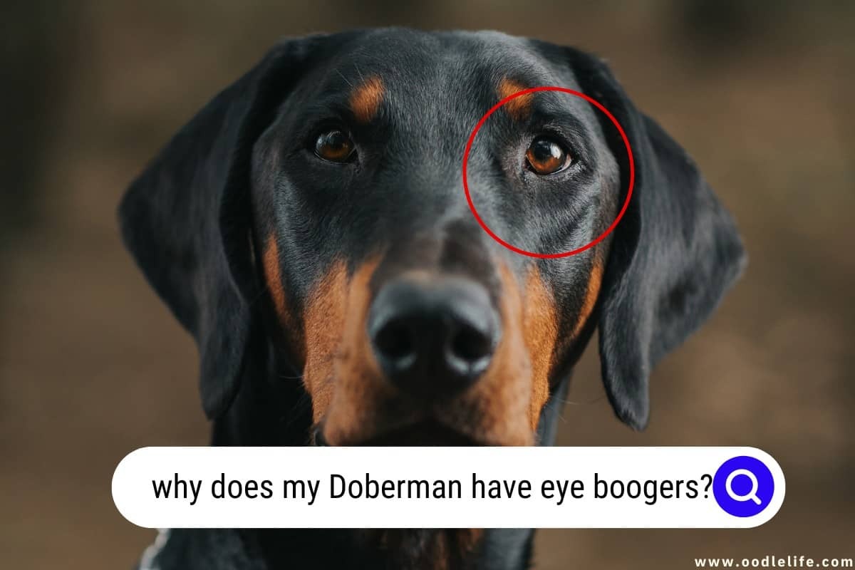 Why Does My Doberman Have Eye Boogers?