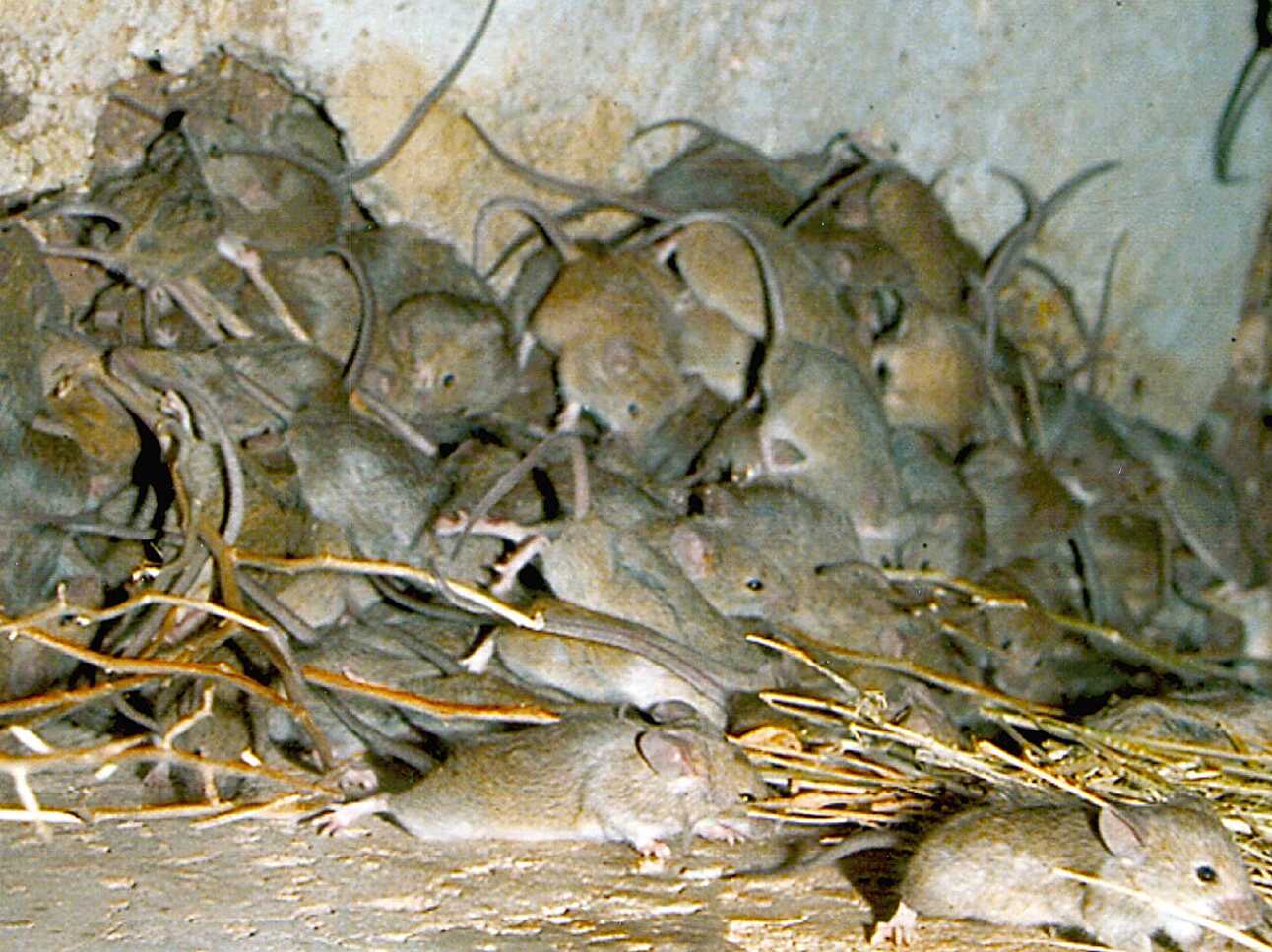 The Great Mouse Invasion