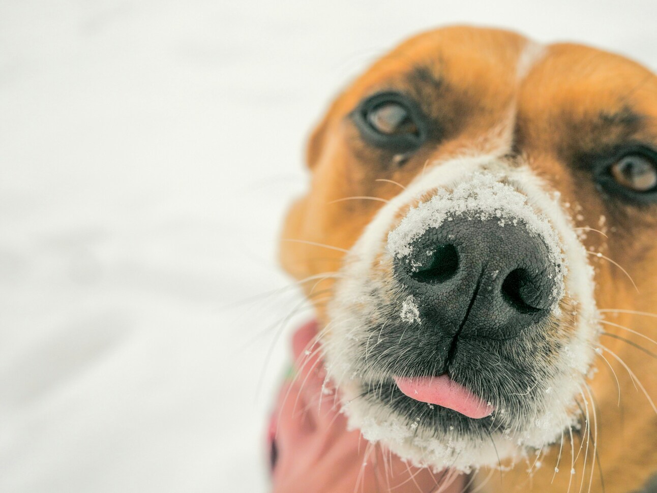 ️ Snow-more eating: tips for keeping pups from chomping snow or ice ️