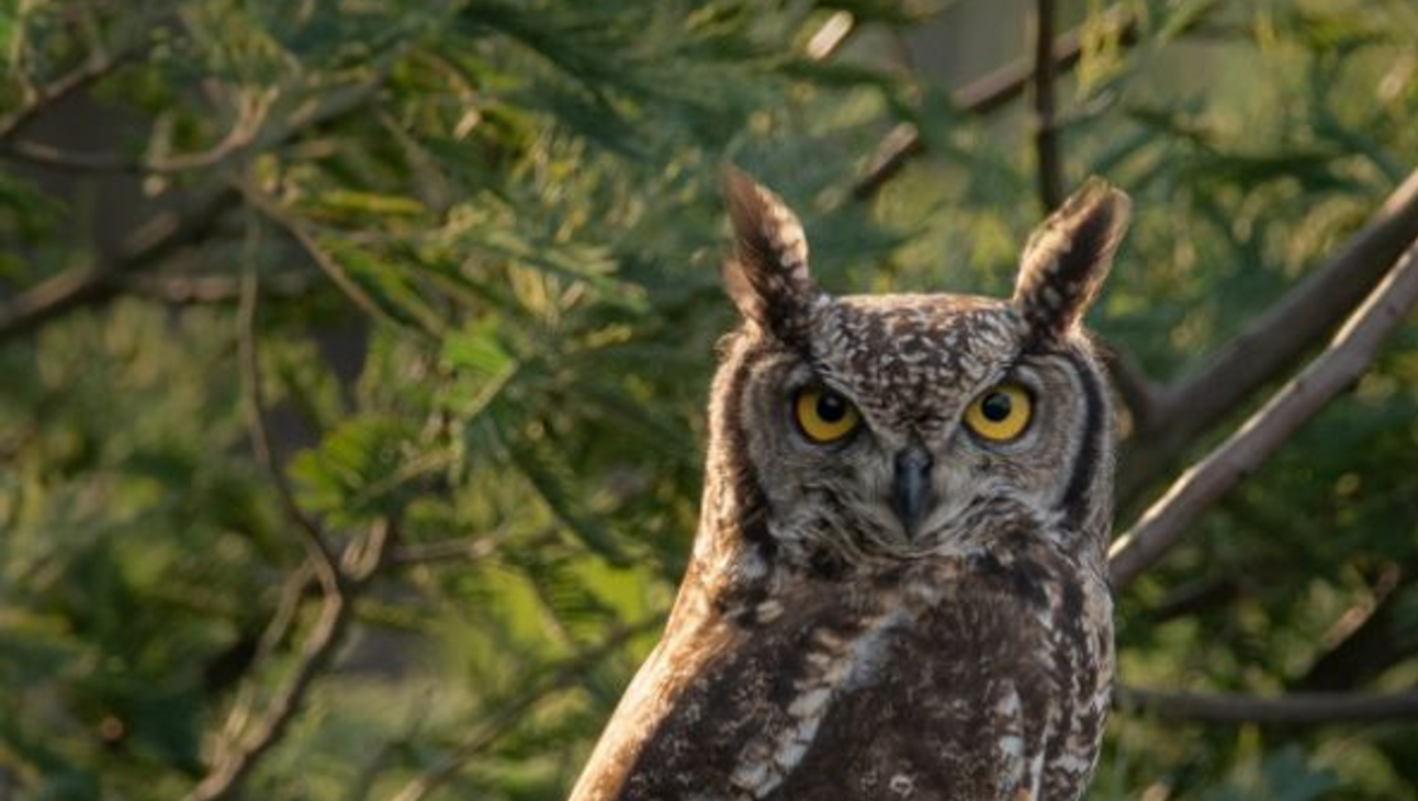High Magnification Lenses Used In Bird Photography Require Special Care ...