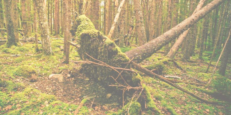 Positive Tipping Points: How Professor Tim Lenton is Pioneering a New ...