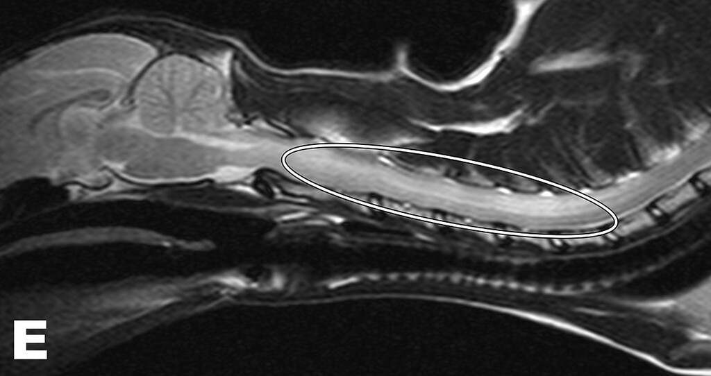 Central cord syndrome in cats