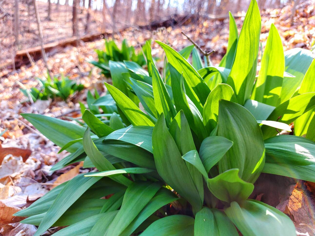 Wild Ramps