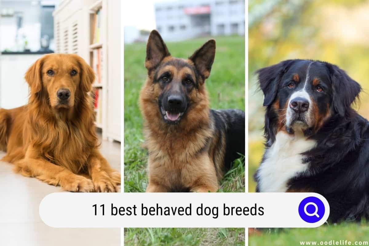11 Best Behaved Dog Breeds (with Pictures)