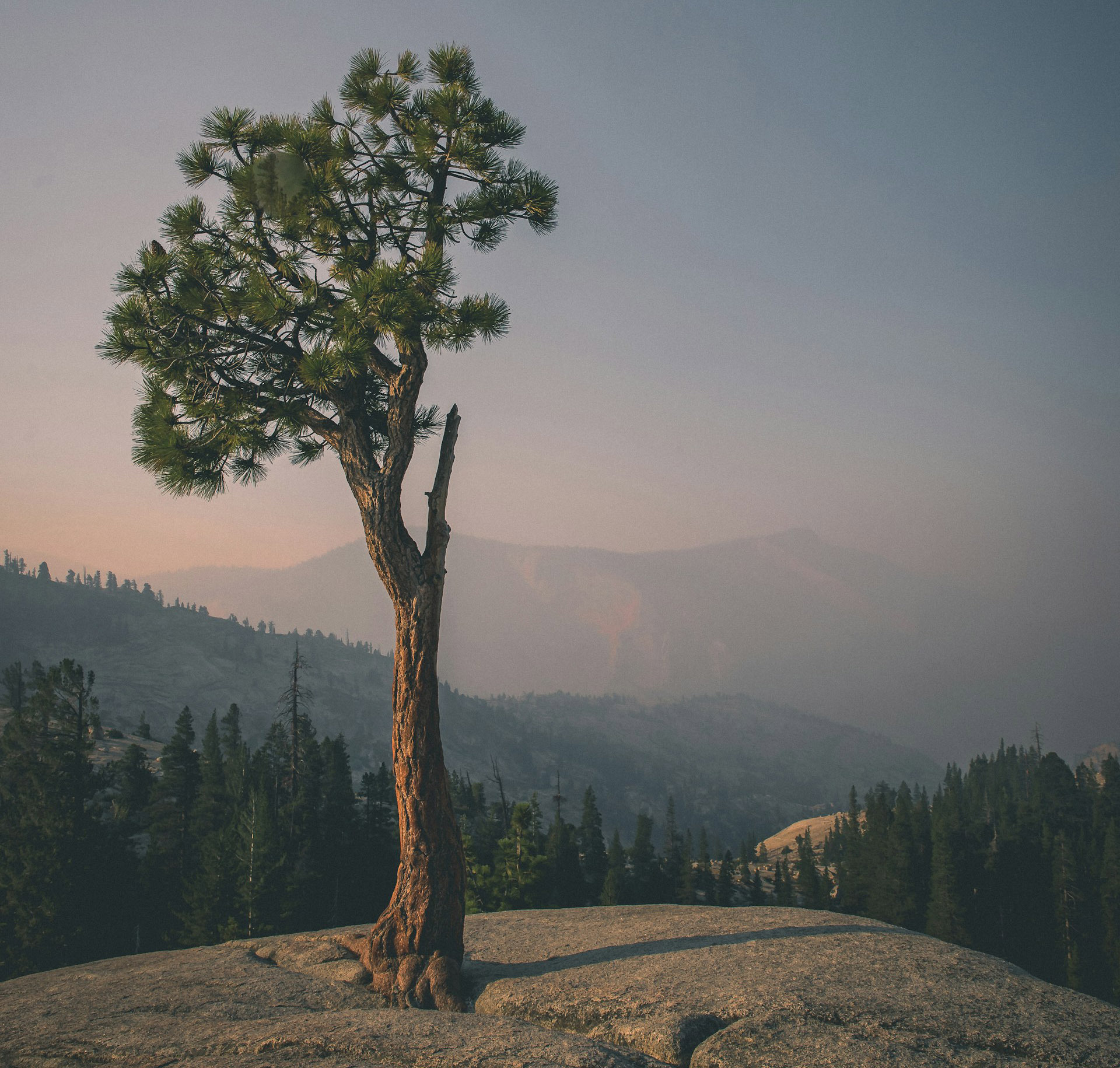 Five of the Most Endangered Trees in the World