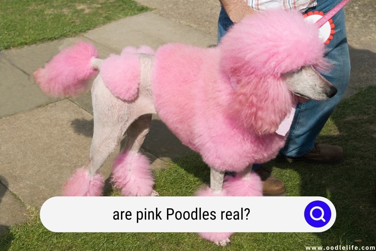 Are Pink Poodles Real?