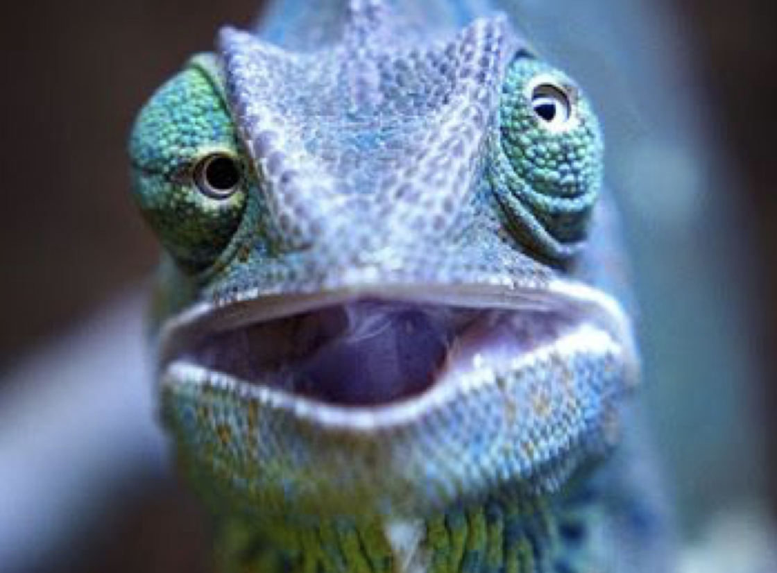 Getting My Concussy Slonked Silly Style