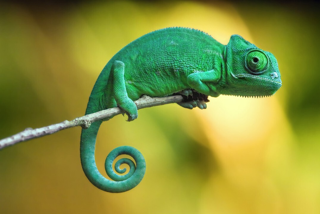 The Chameleon’s Secret Weapon