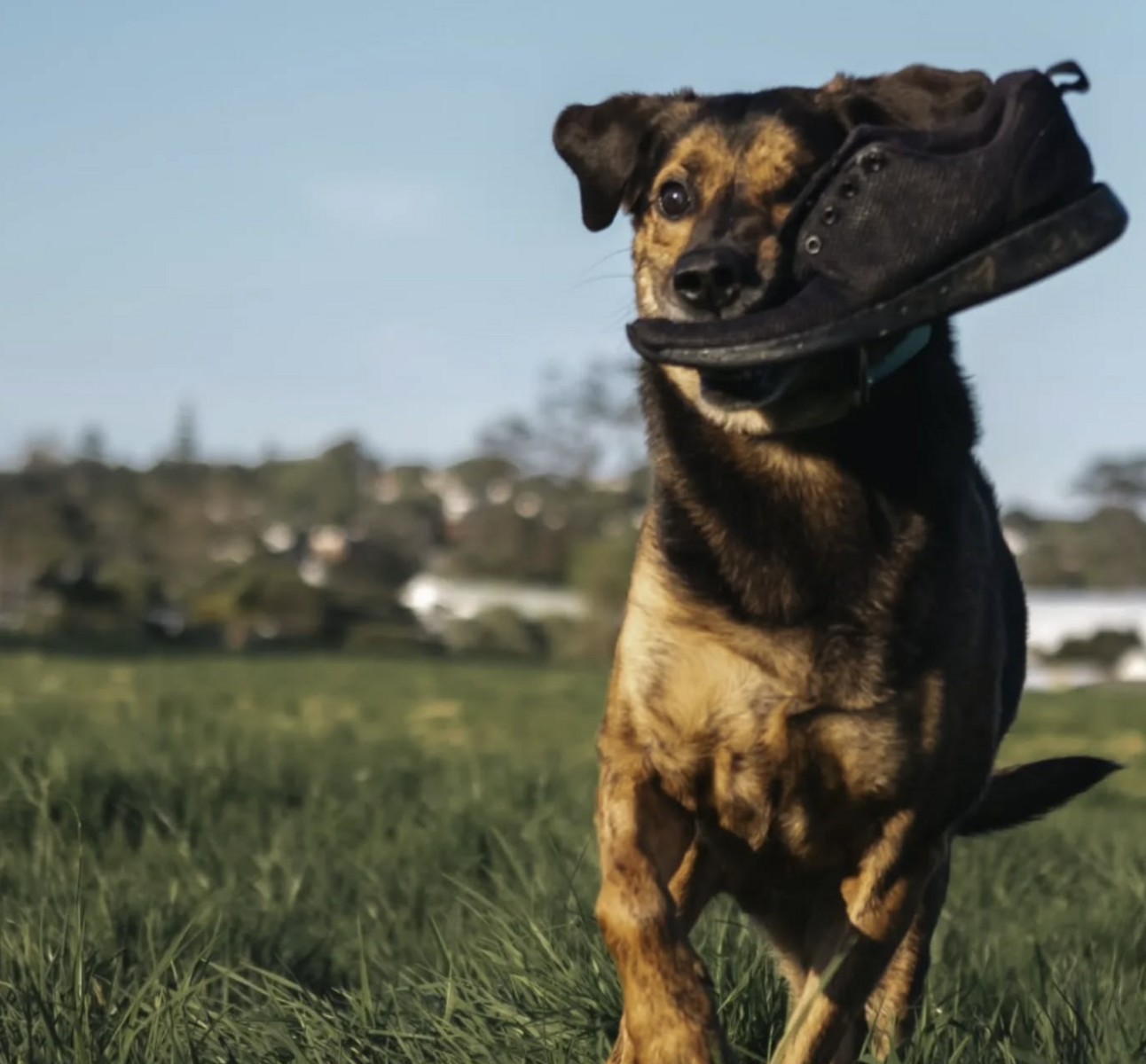🐶 ️🐶 Why do some pups chew shoes? 🐶 ️🐶