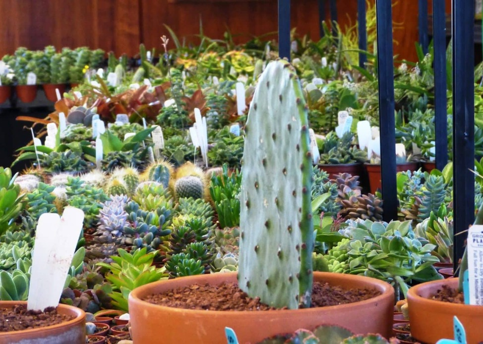 🌵 The 216 Picks: Dig into the Midwest Cactus & Succulent Show This April!