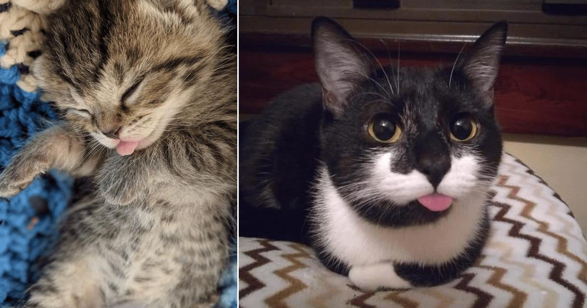 15 Purrfect Pictures of Cats Blepping 😝
