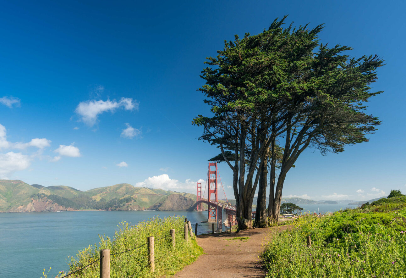 San Francisco Is About To Get Hella Trees (Literally)