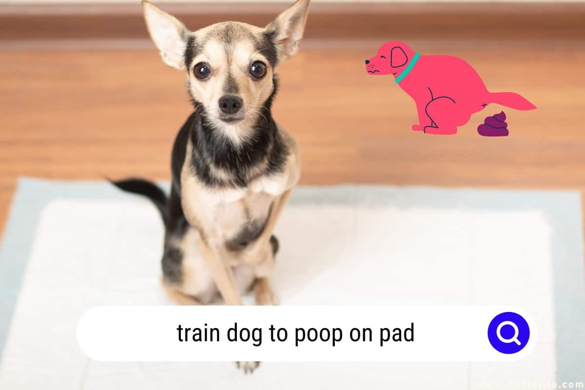 Train Dog to Poop on Pad – Quick Method