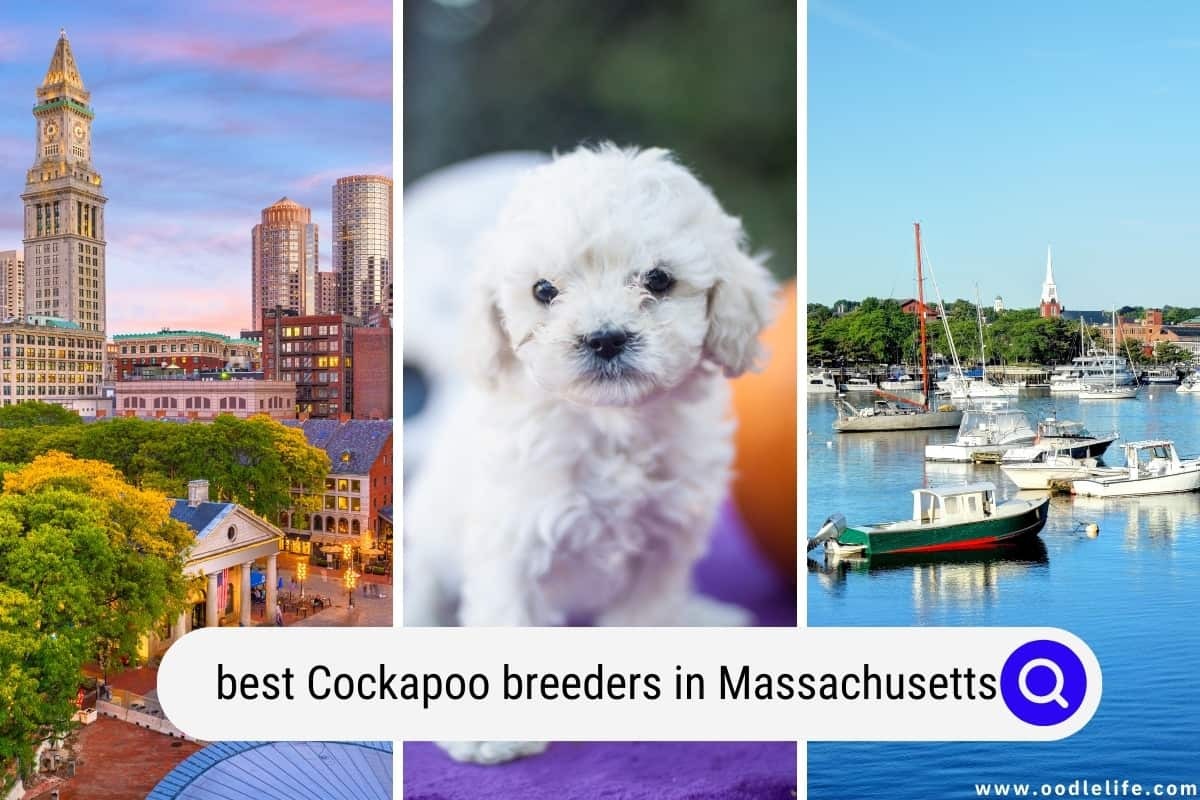 Best Cockapoo Breeders in Massachusetts 2024