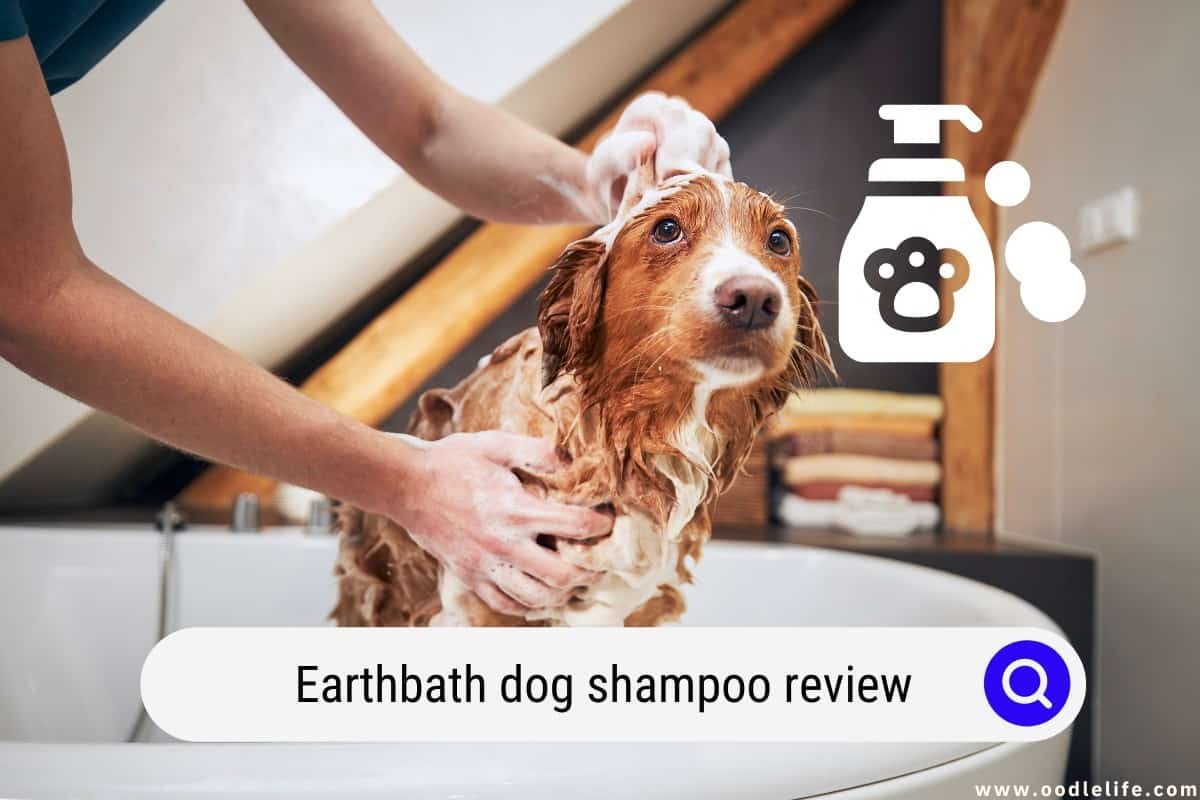 Earthbath Dog Shampoo Review (2024)