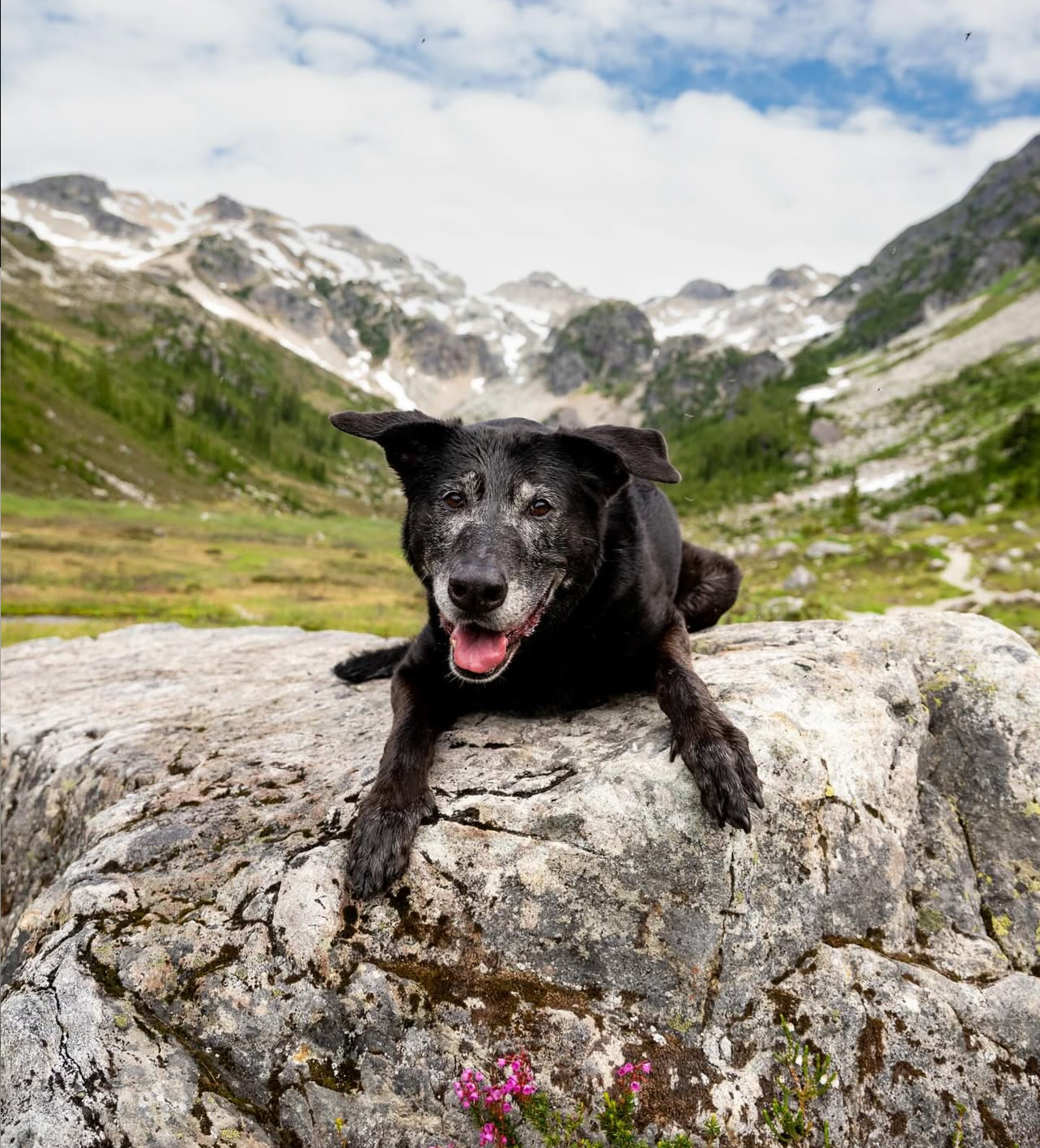🐶 ️🐶 Senior Dogs: Understanding Age-Related Behavioral Shifts 🐶 ️🐶