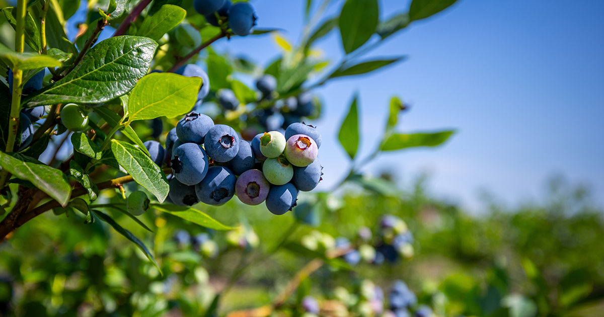 The virus, the blueberry, and the scientist
