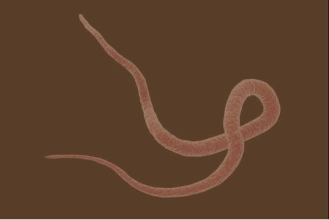 🪱 Parasites and Gut Health: Signs, Prevention, and Treatment 💩