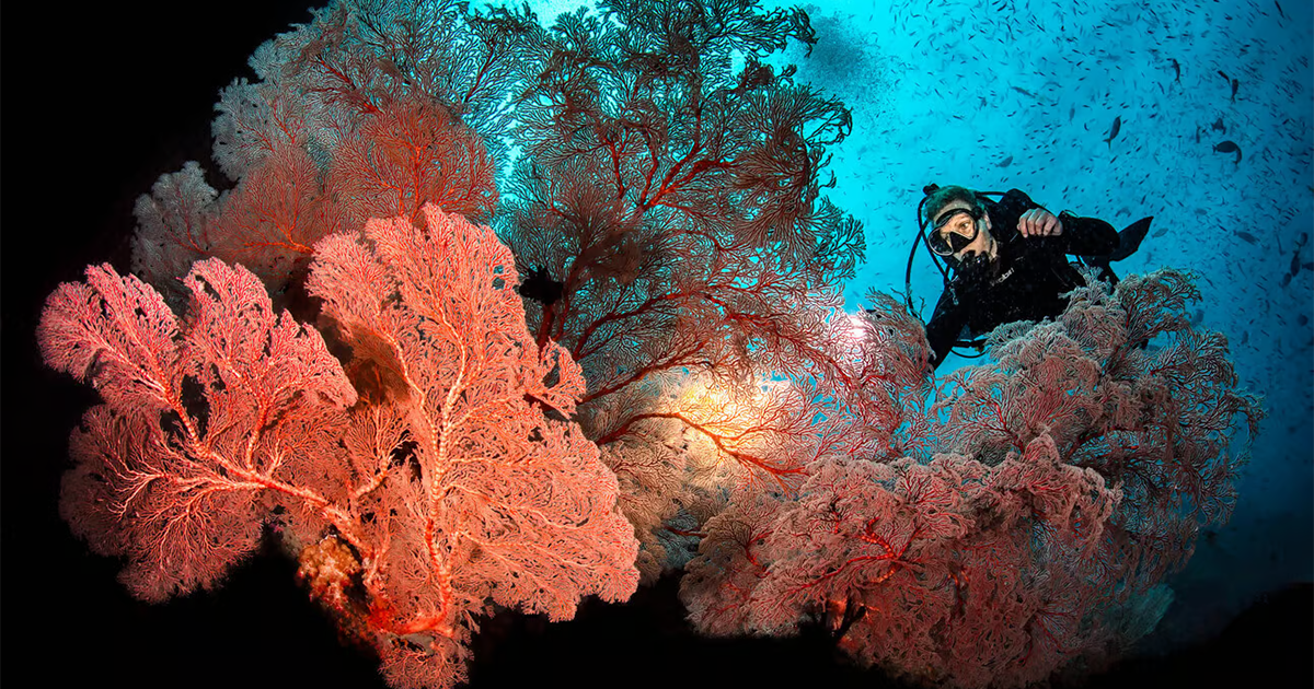 Using Models in Underwater Photography: A Comprehensive Guide