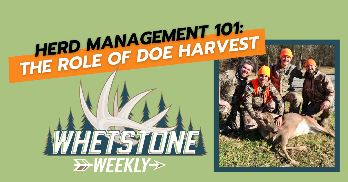 Herd Management 101: The Role of Doe Harvest