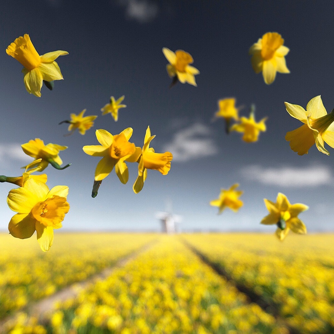 Flowers in Flight