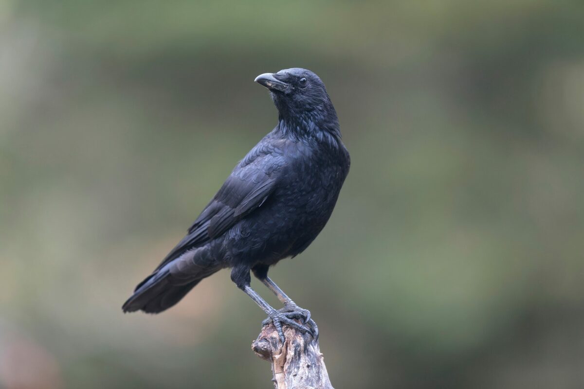“Murder mystery”: dozens of crows found dead in Central Burnaby ...