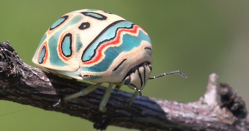 Why I don't use Airpods, underground world, Picasso bug