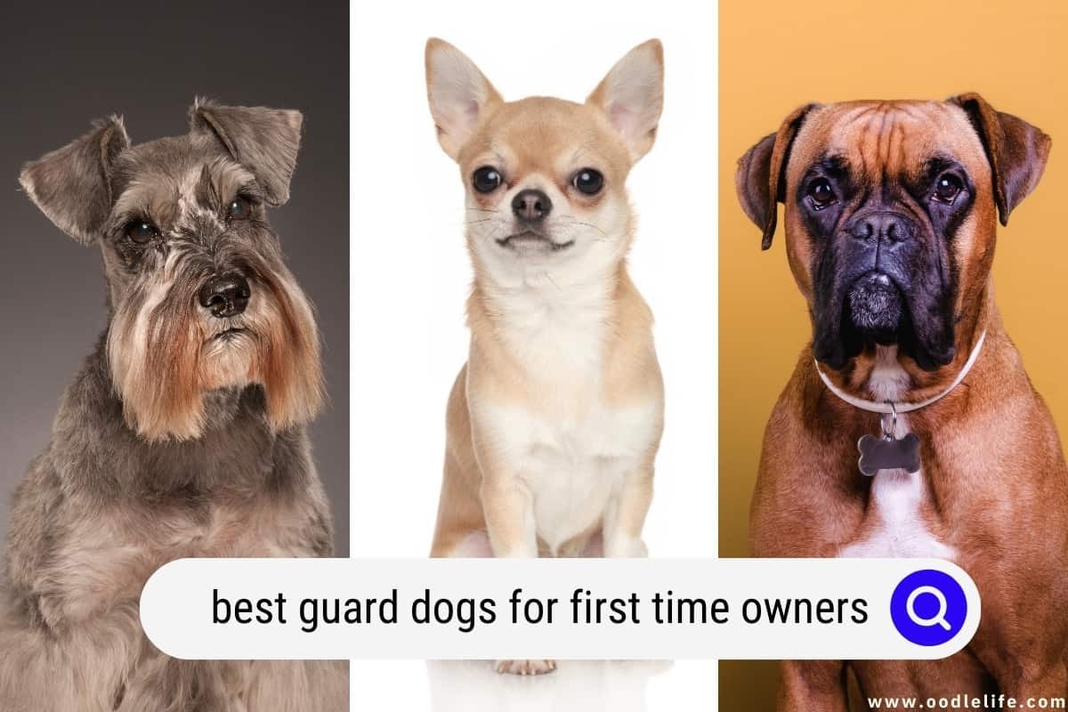 Best Guard Dogs for First-Time Owners (+ Photos)