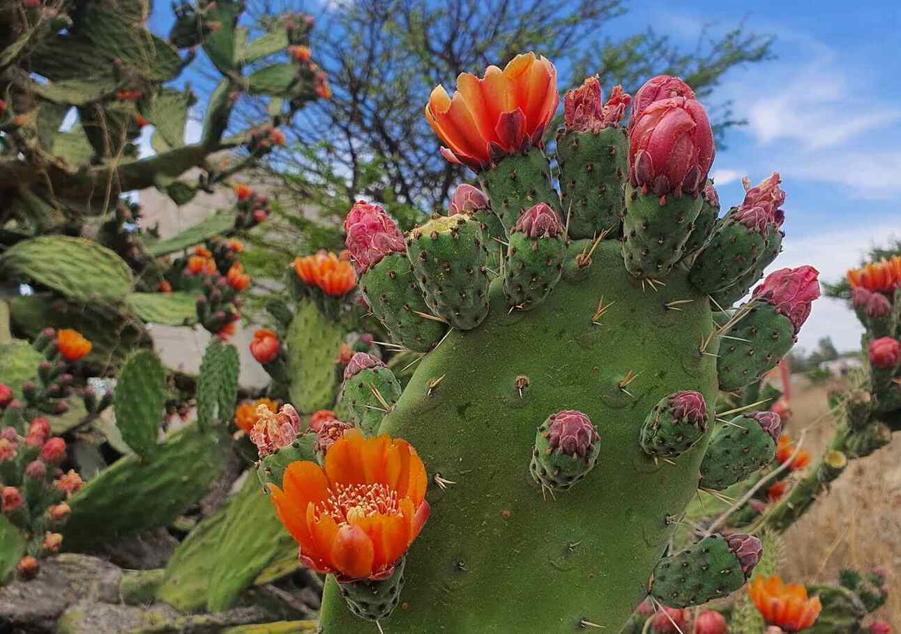 Prickly Pear Seed Oil | History of Danzón in Mexico
