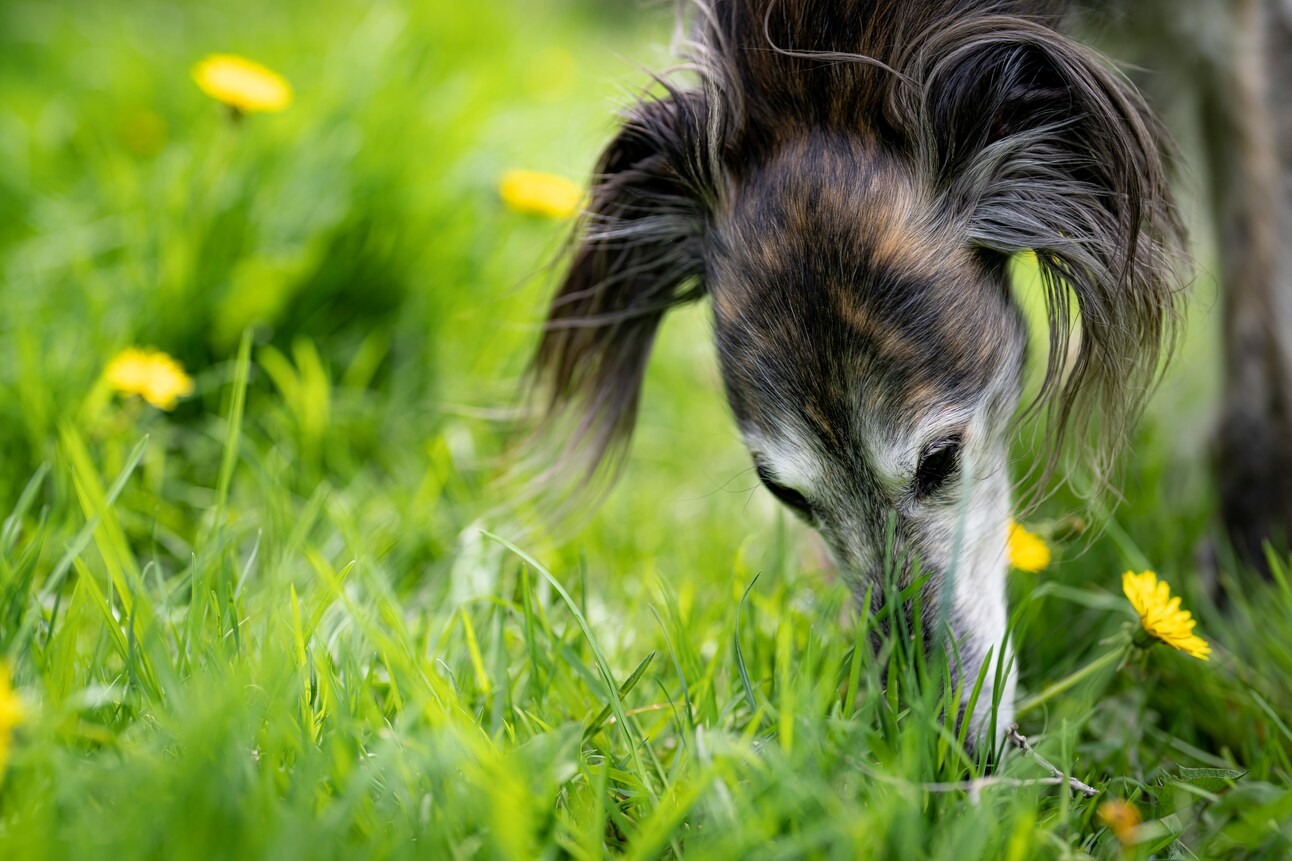 Natural Diuretics and Remedies for Dogs with Congestive Heart Failure (CHF)