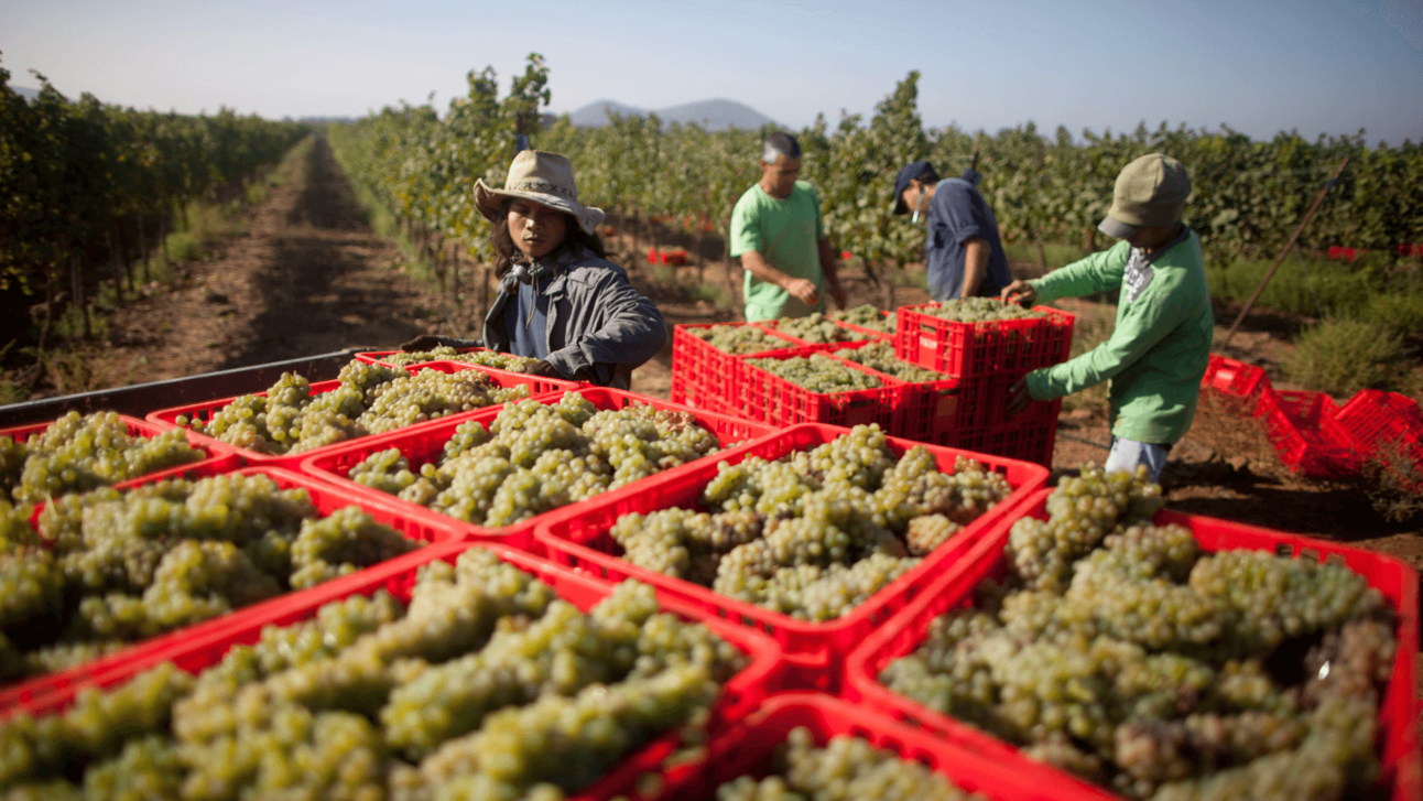 Thailand Resumes Sending Farm Workers to Israel