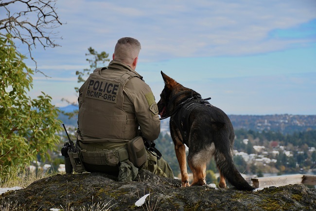 Westshore RCMP’s German shepherd Halla transitions into a new role