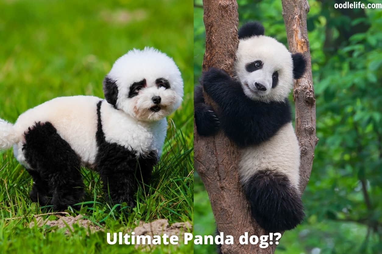 7 Dogs That Look Like Pandas [Photos]
