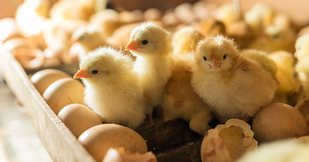 BC chicken farmers struggling to restock after avian influenza culls