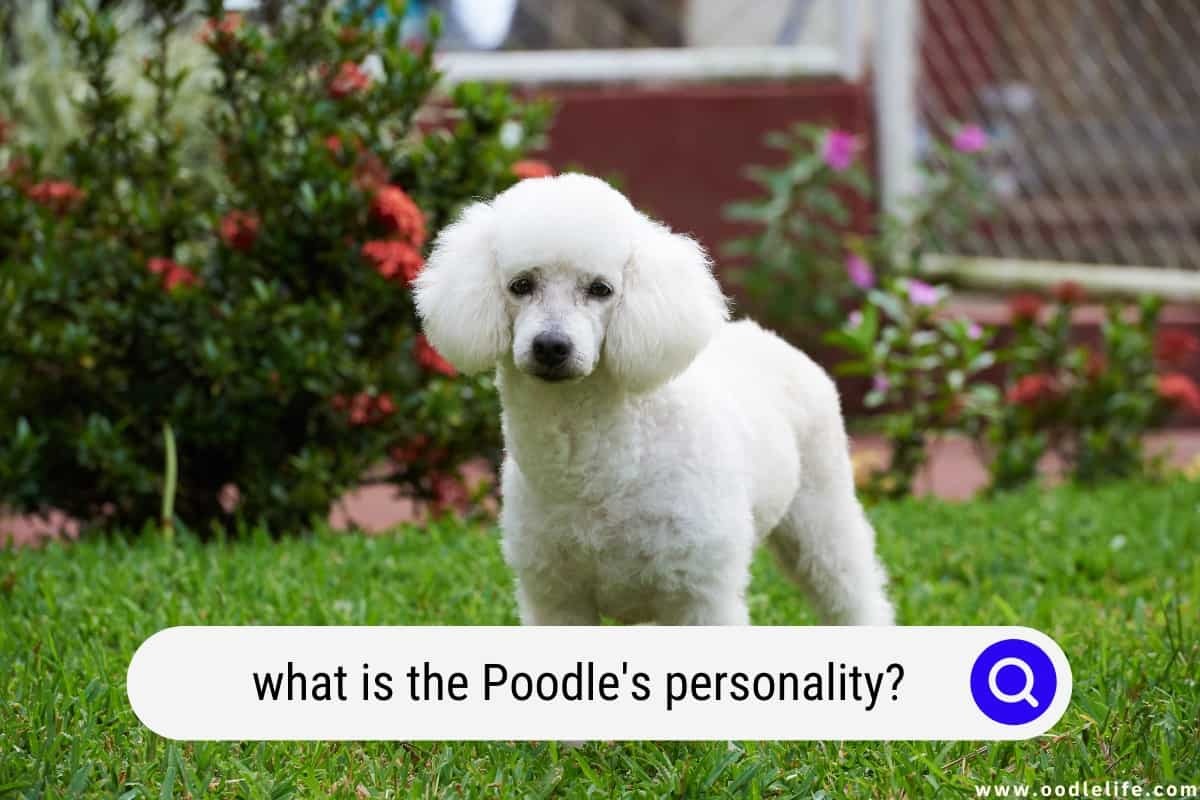 What is the Poodle’s Personality? (BEFORE You Adopt)