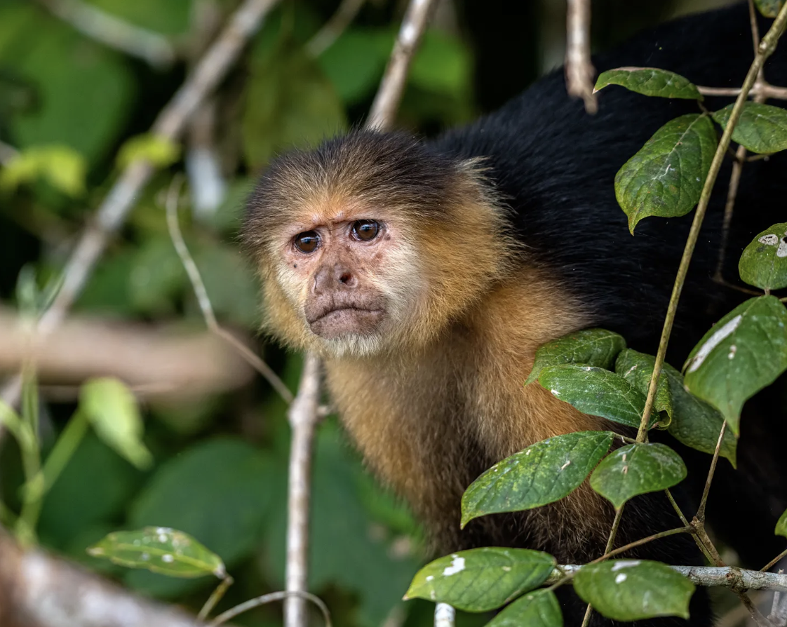 Judgmental monkey judges