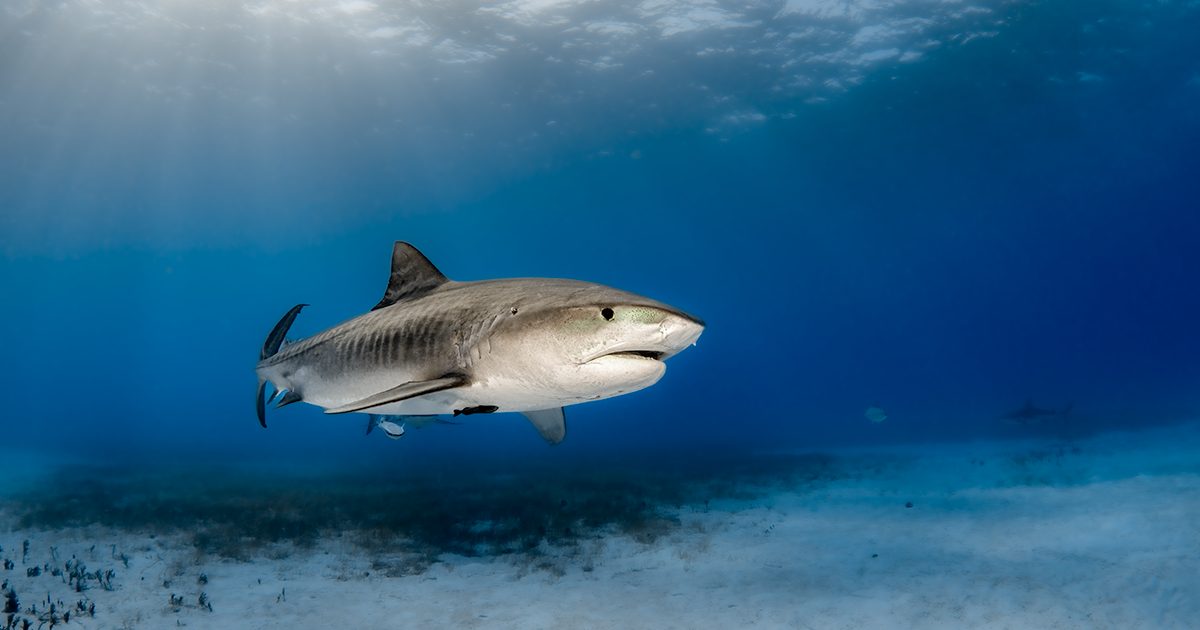 Mastering Shark Photography: Techniques, Styles, & Pro Tips